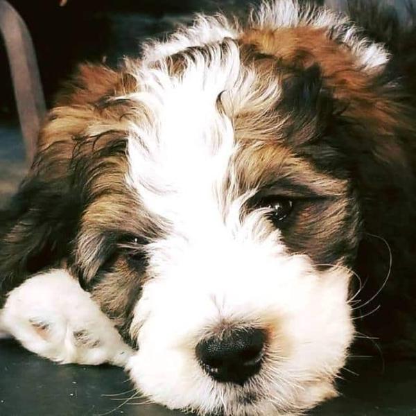 Bernedoodle vs Sheepadoodle Breed Comparison — Crockett Doodles