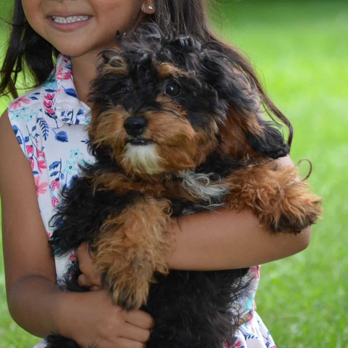 Adorable Cavapoo Puppies | Healthy & Happy Cavapoos