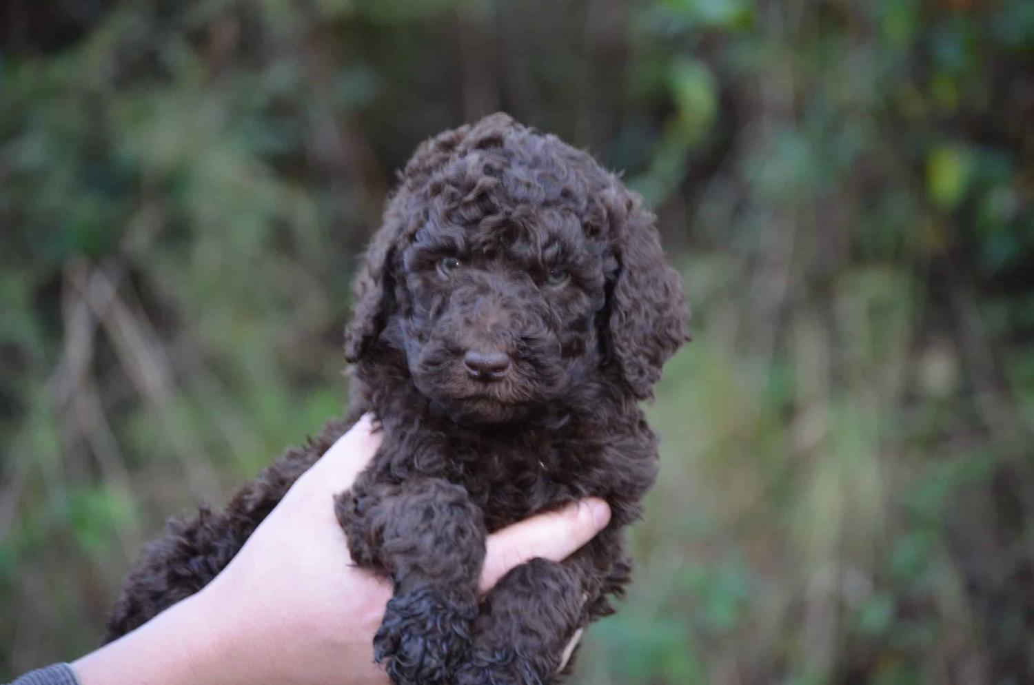 Medium Labradoodles — Crockett Doodles