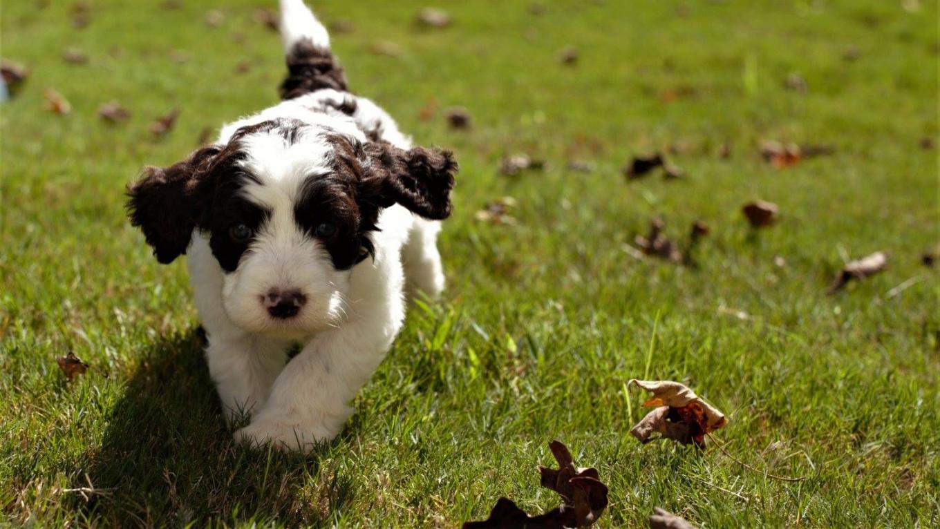 Springerdoodle Puppies and Mini Springerdoodle Puppies Puppies ...