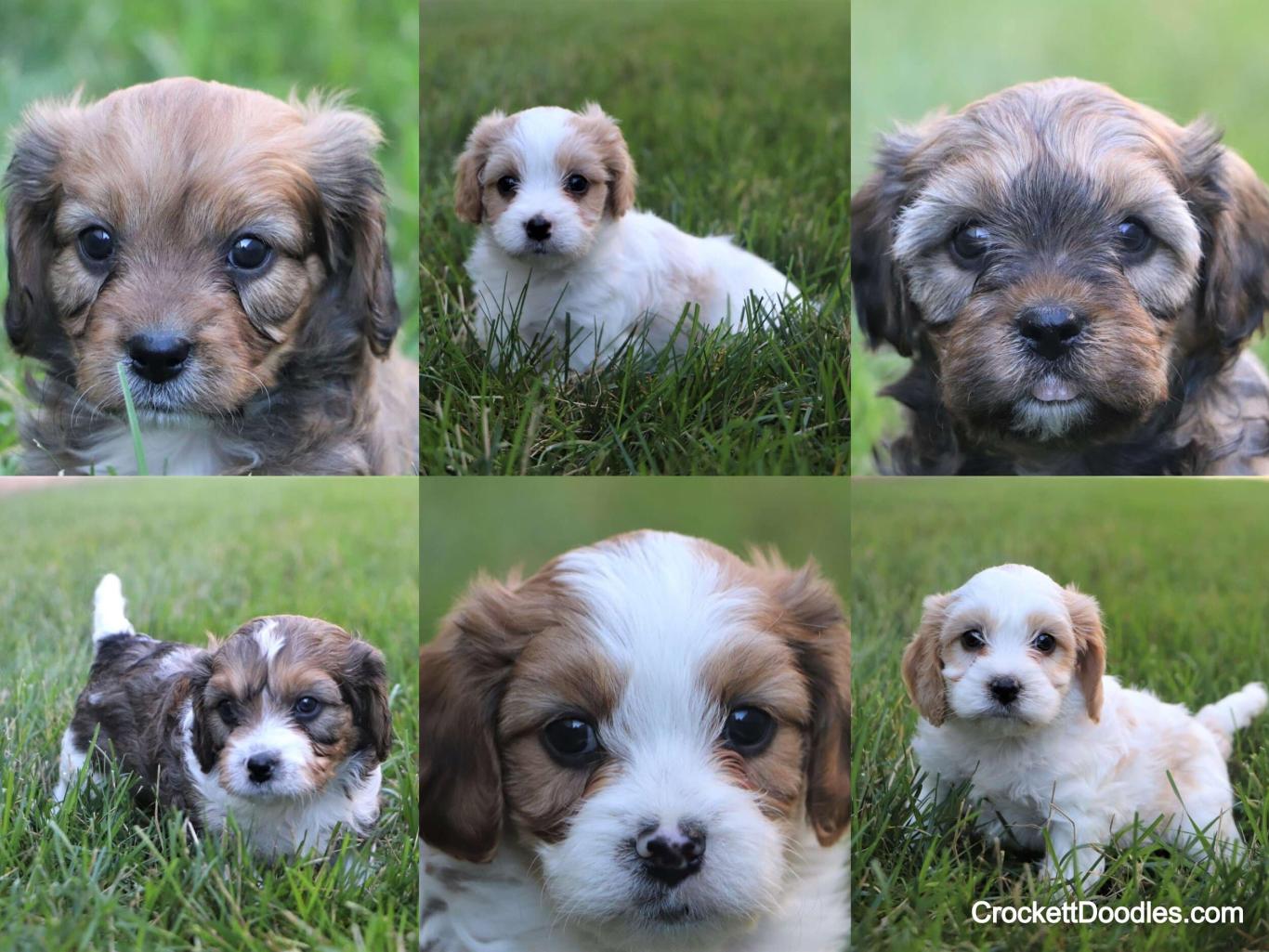 Cockapoo vs Cavapoo Breed Comparison — Crockett Doodles