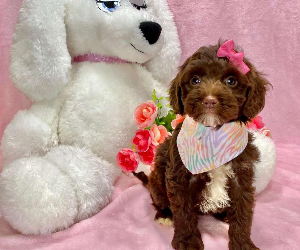 Best Irving Springerdoodles Available — Crockett Doodles