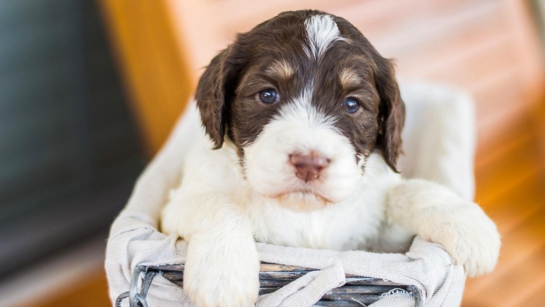 Best Wisconsin Springerdoodles Available — Crockett Doodles