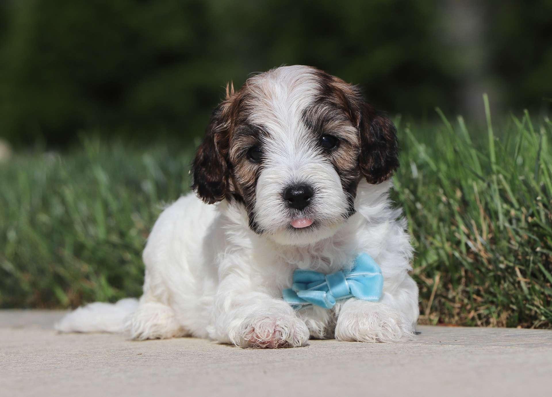 Best California Cavapoos Available — Crockett Doodles