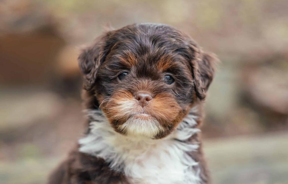 How to Choose the Best Doodle Breed For Your Family — Crockett Doodles