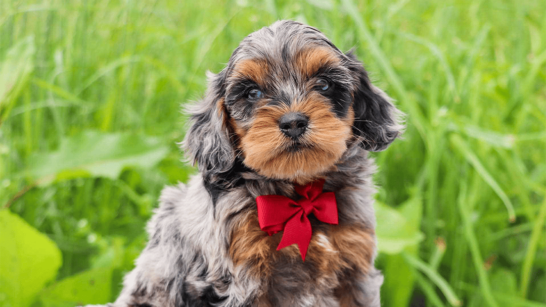 Best Kansas City Cockapoos Available — Crockett Doodles