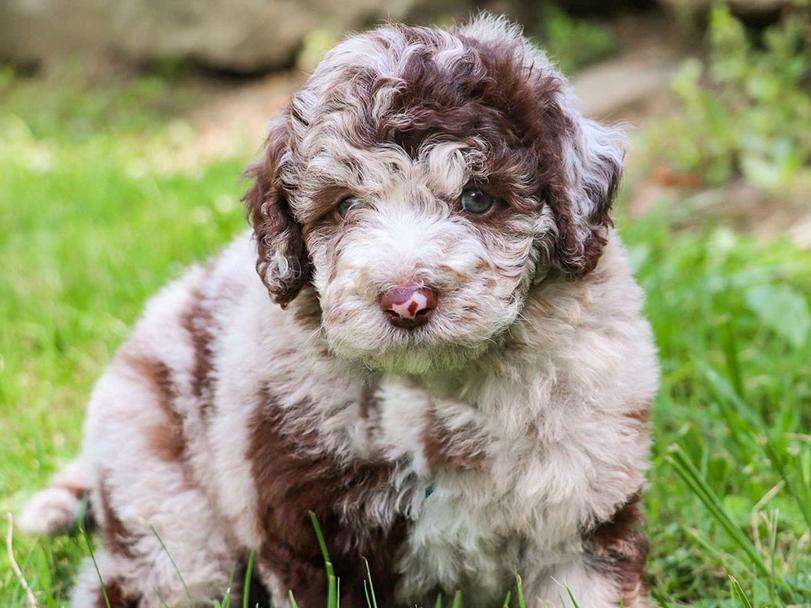 Doodle Puppies for Sale | Family-raised — Crockett Doodles