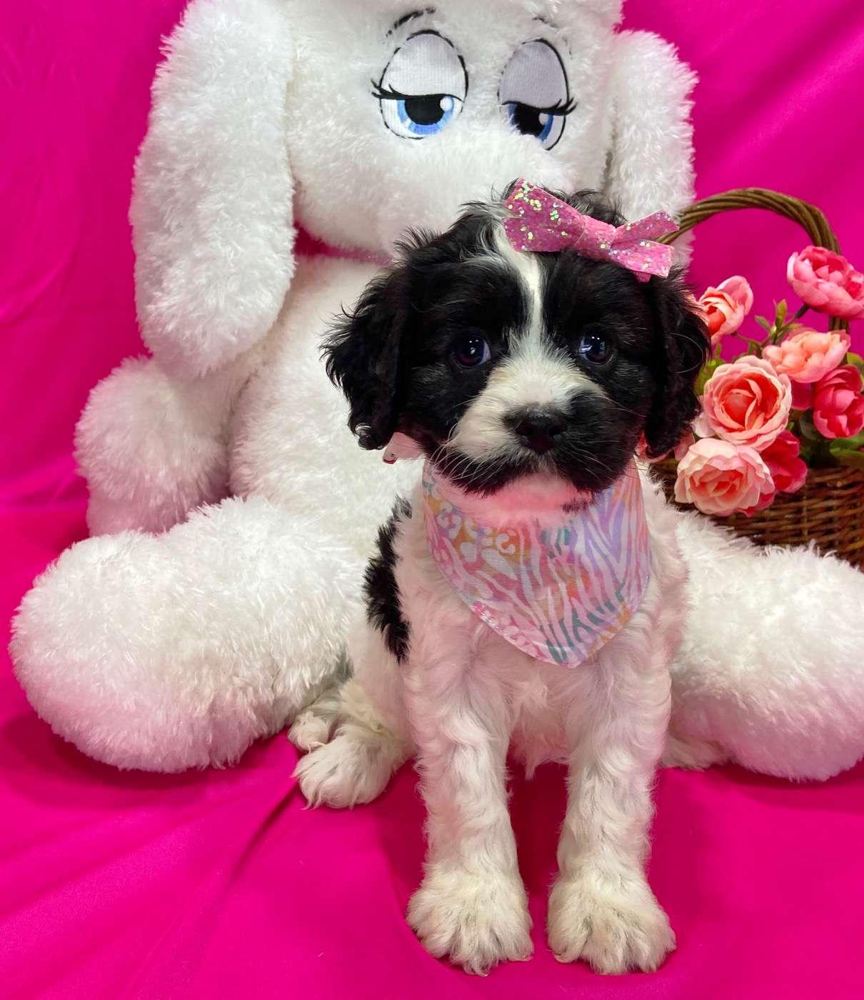 Best Michigan Doodles Available — Crockett Doodles