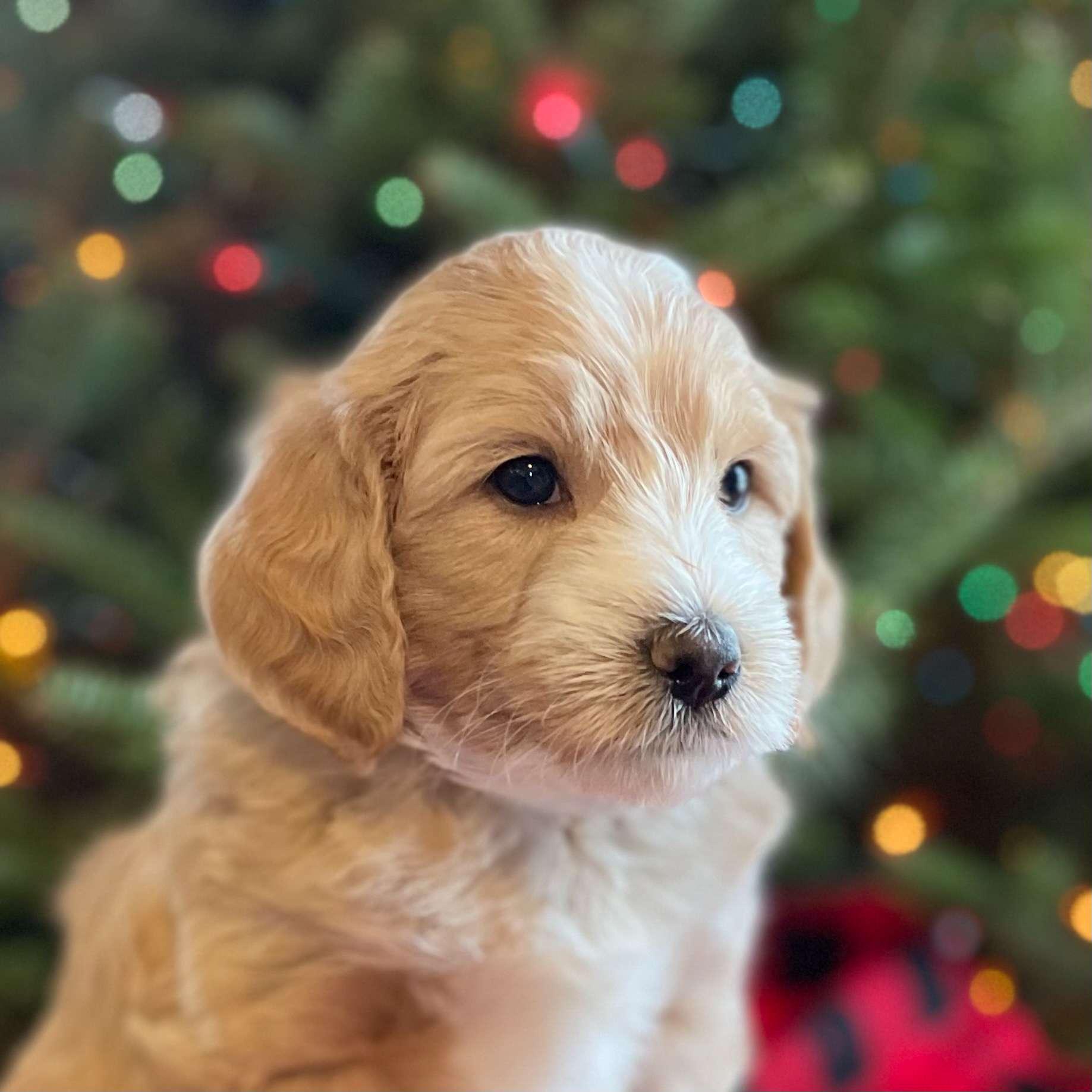 Best Austin Aussiedoodles Available — Crockett Doodles