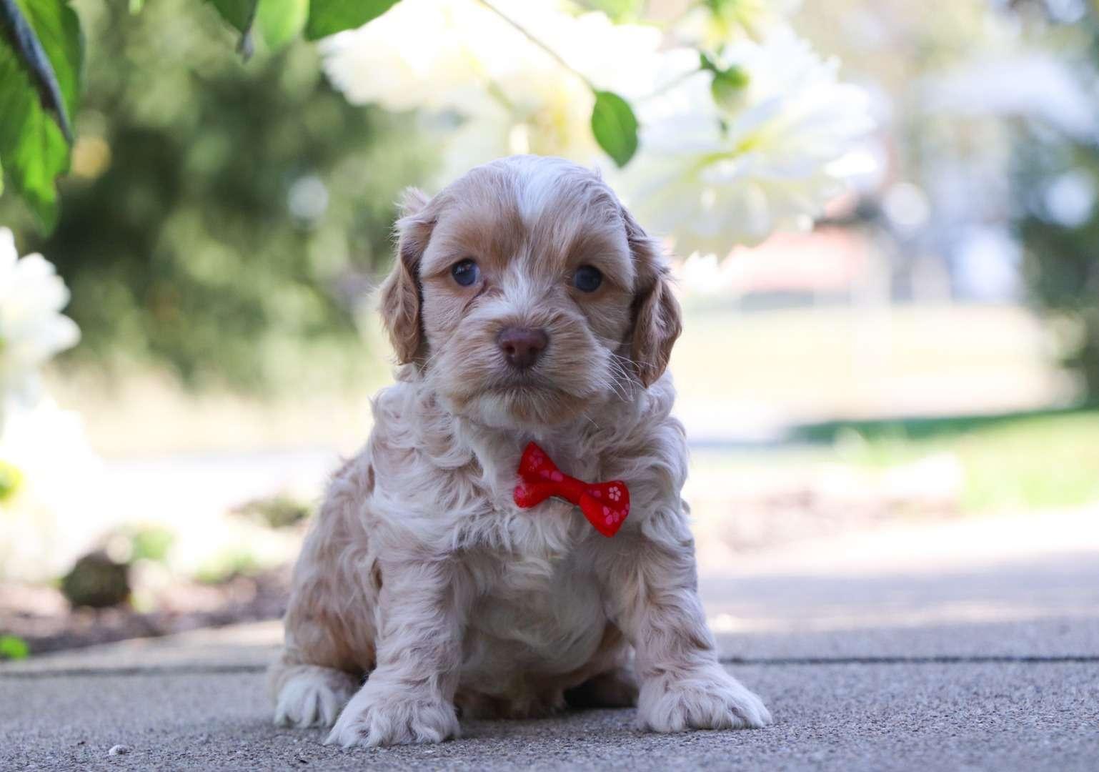 Best Milwaukee Cockapoos Available — Crockett Doodles