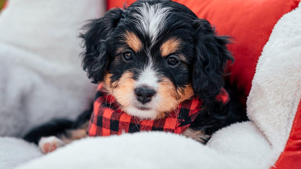 Understanding Your Doodle's Unique Personality Traits — Crockett Doodles