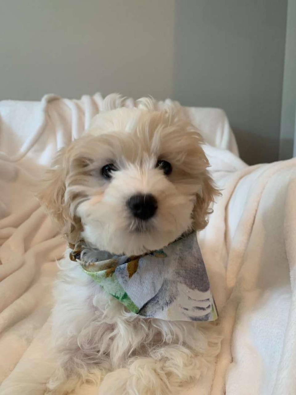 Best Pittsburgh Cockapoos Available — Crockett Doodles