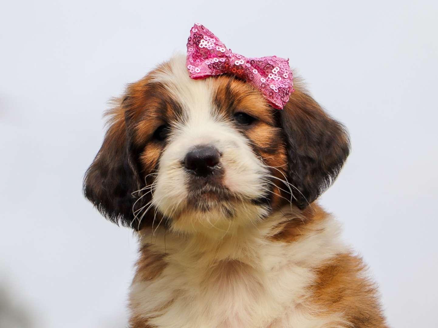 Best Ohio Saint Berdoodles Available — Crockett Doodles