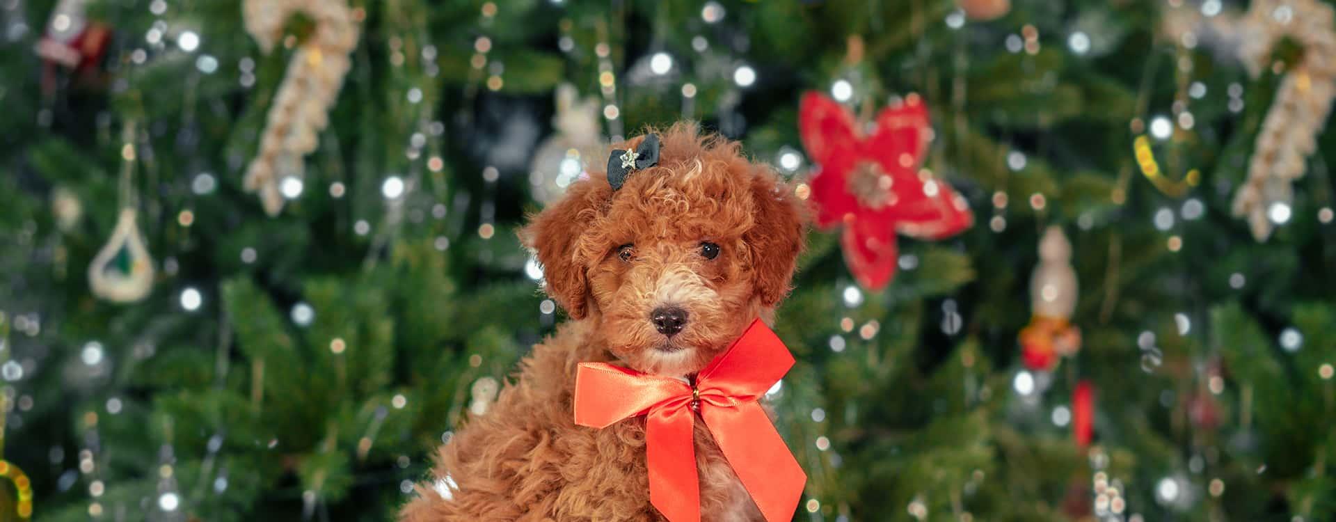 Best Houston Cavapoos Available — Crockett Doodles