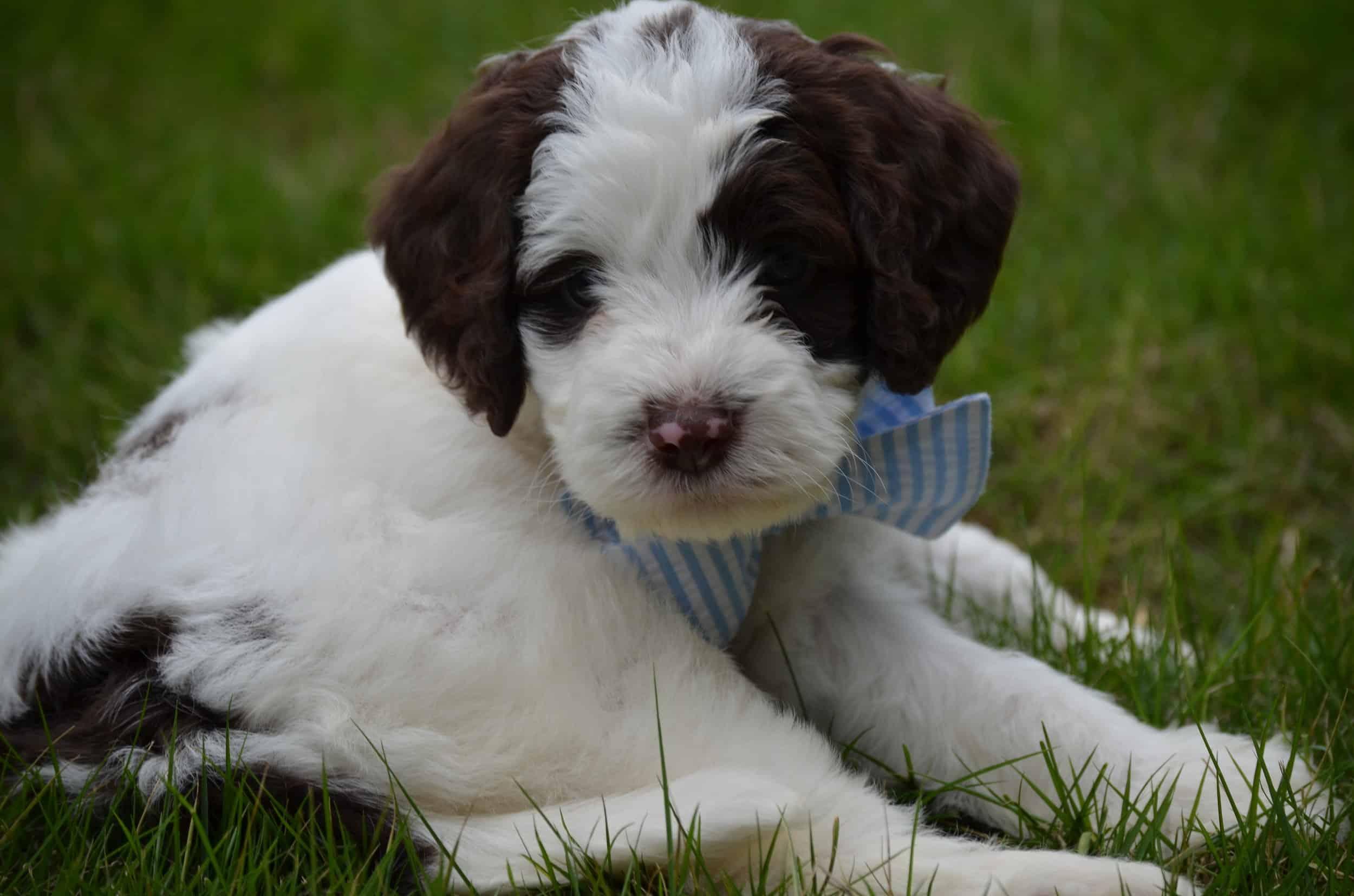 Springerdoodles — Crockett Doodles