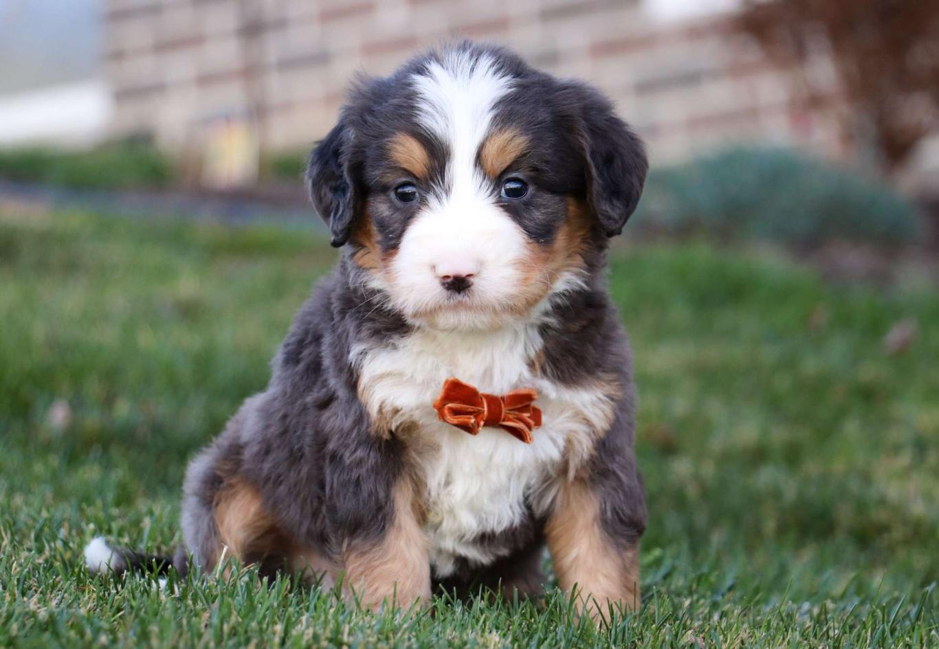 Best Iowa Bernedoodles Available — Crockett Doodles