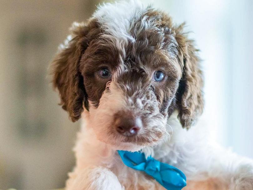 Doodle Breeds Available — Crockett Doodles