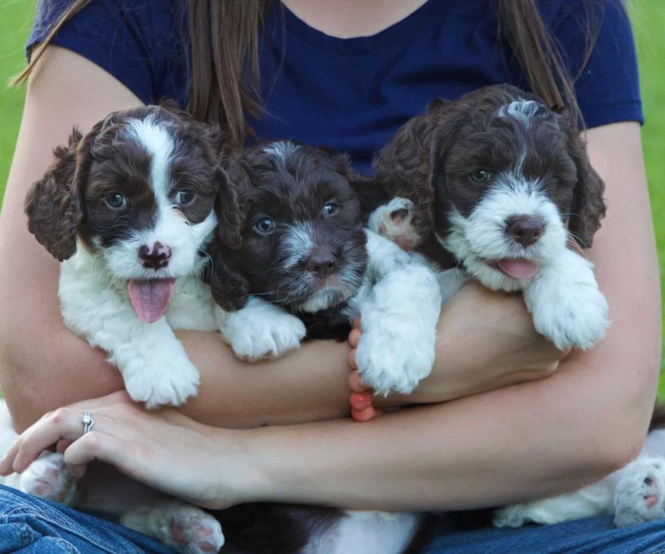 Best Aurora Springerdoodles — Crockett Doodles