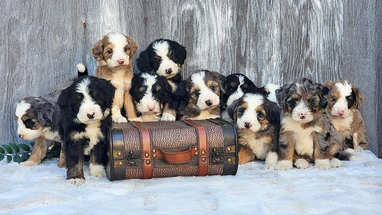 Bernedoodle Generations - F1, F1b, F2, Multigen Explained