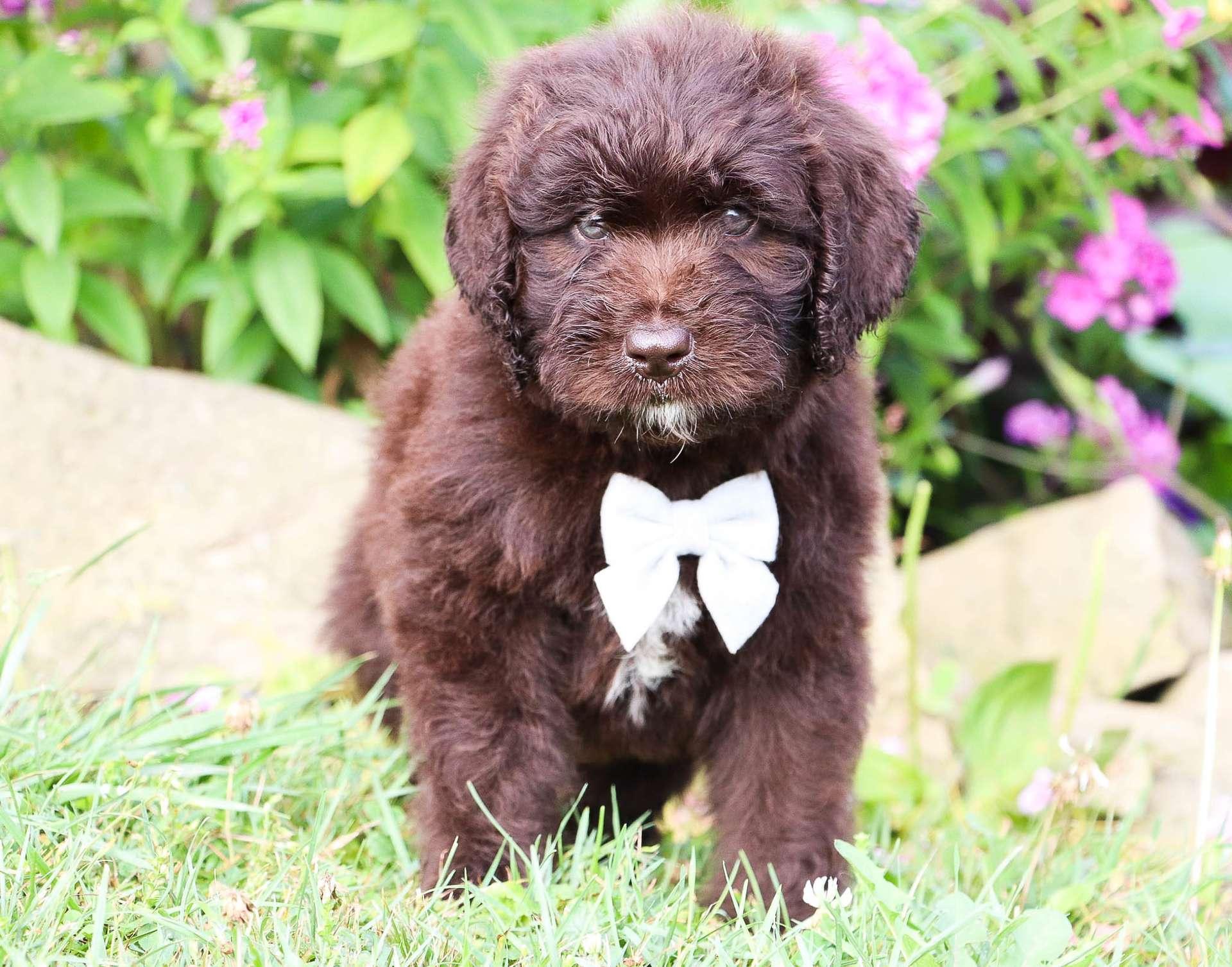 Best Fort Wayne Newfiedoodles Available — Crockett Doodles