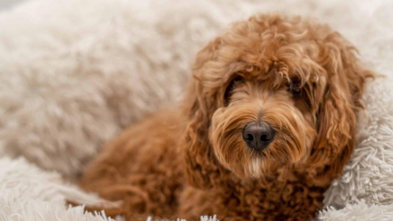 Are Cavapoos Calm or Hyper? — Crockett Doodles