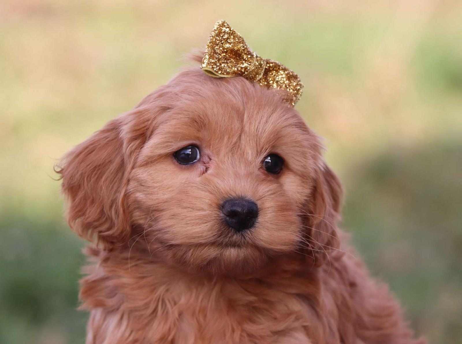 Best Colorado Springs Cockapoos Available — Crockett Doodles