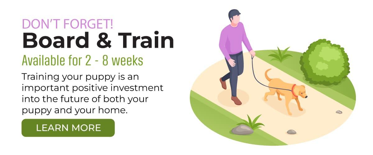 Double Doodle and Mini Double Doodle Puppies - Adaptable & Friendly ...