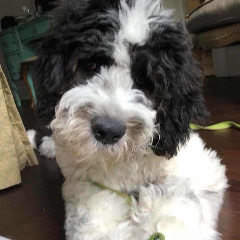 Saint Berdoodle Puppies - Poodle & Saint Bernard Mix for Sale
