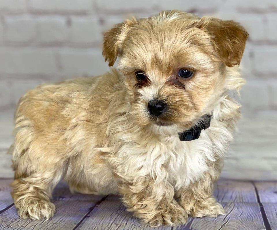 Best Alabama Yorkipoos Available — Crockett Doodles