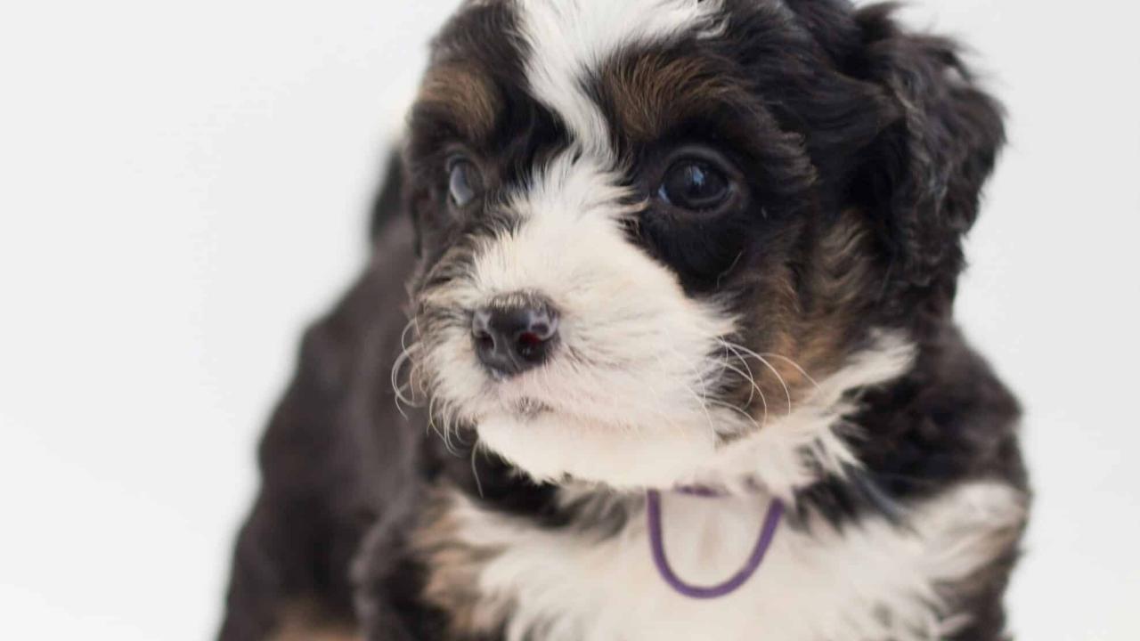 What Size Are Miniature Bernedoodles? — Crockett Doodles