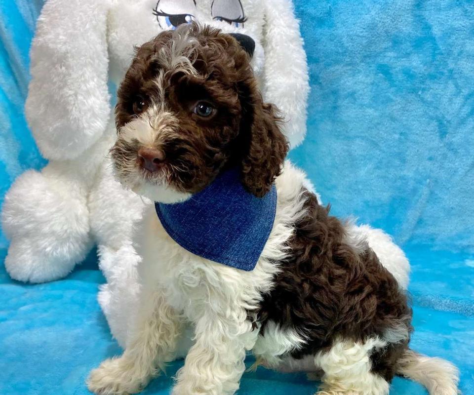 Best Scottsdale Springerdoodles Available — Crockett Doodles