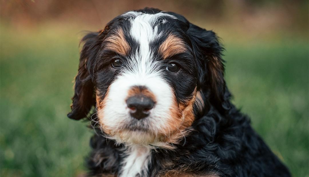 Available Bernedoodle Puppies | Family-Raised Bernedoodles