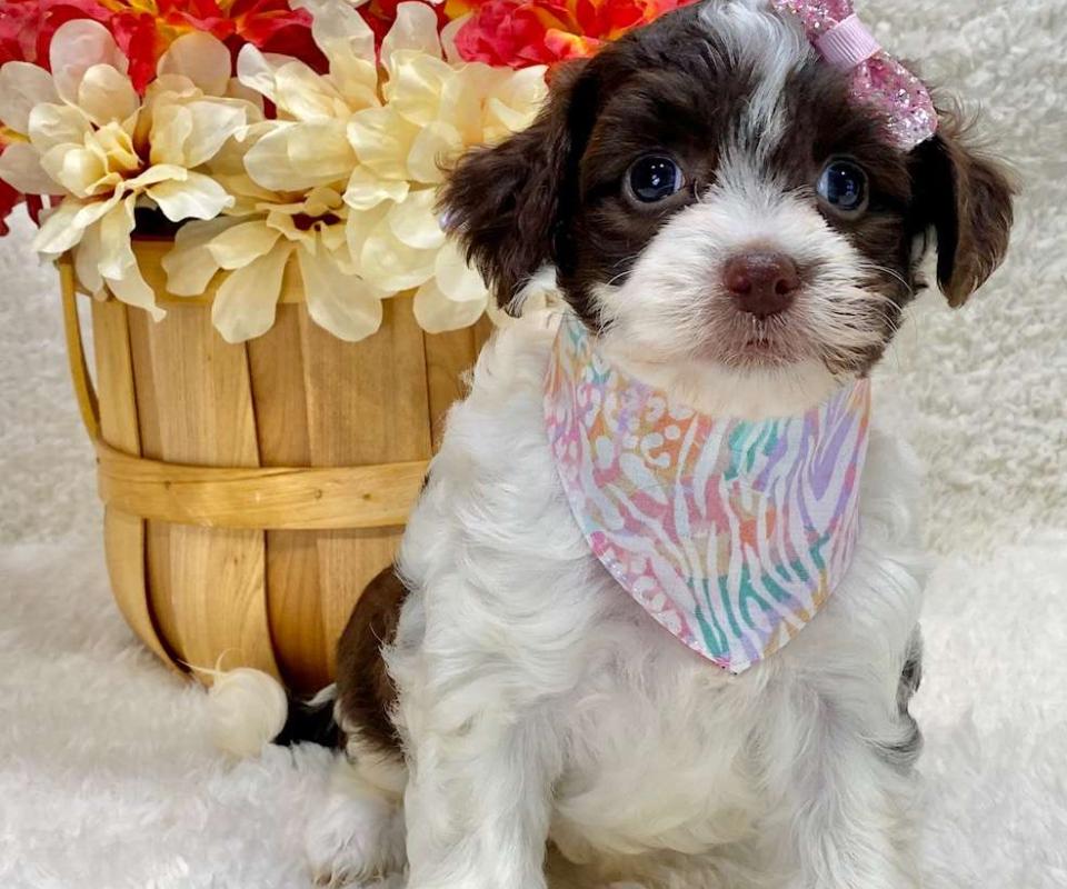 Best Michigan Springerdoodles Available — Crockett Doodles