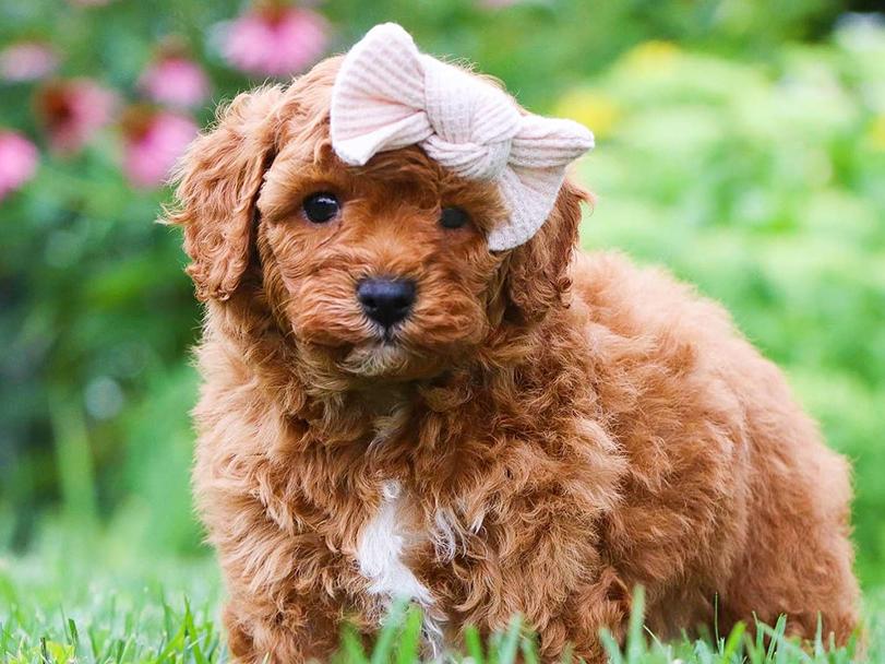 Doodle Puppies for Sale | Family-raised — Crockett Doodles