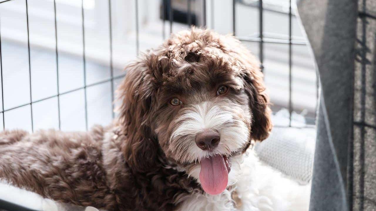 Managing Your Dog's Separation Anxiety: Tips and Techniques — Crockett ...