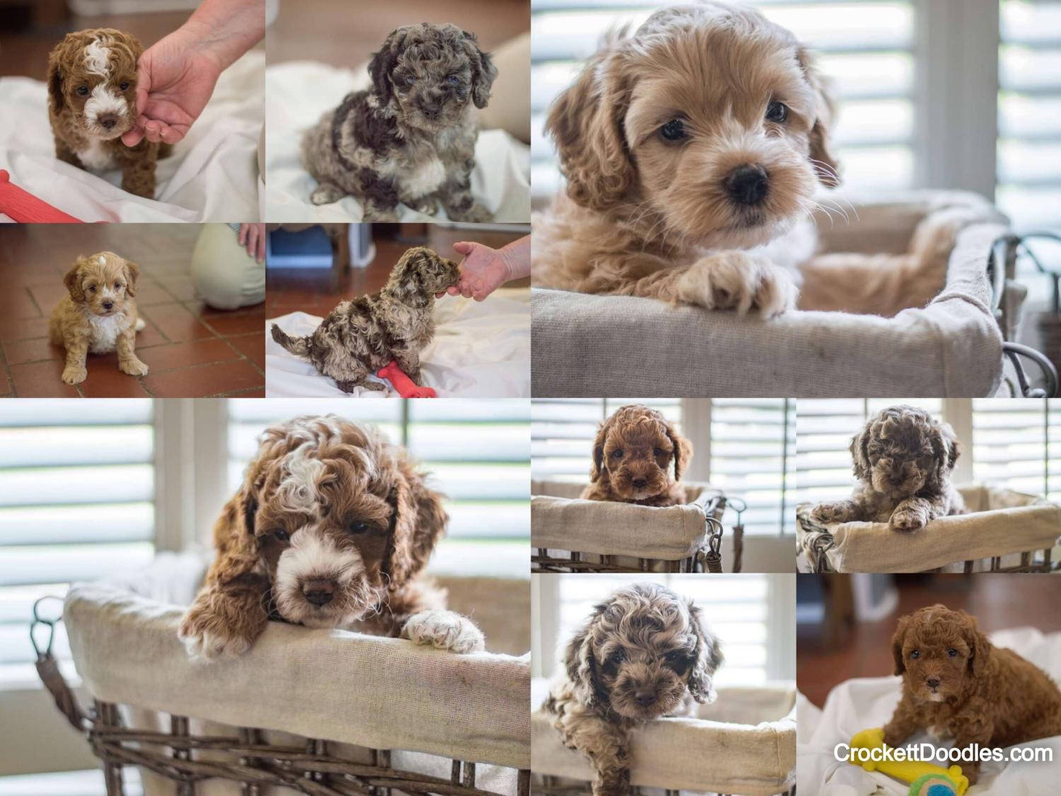 Cockapoo vs Cavapoo Breed Comparison — Crockett Doodles