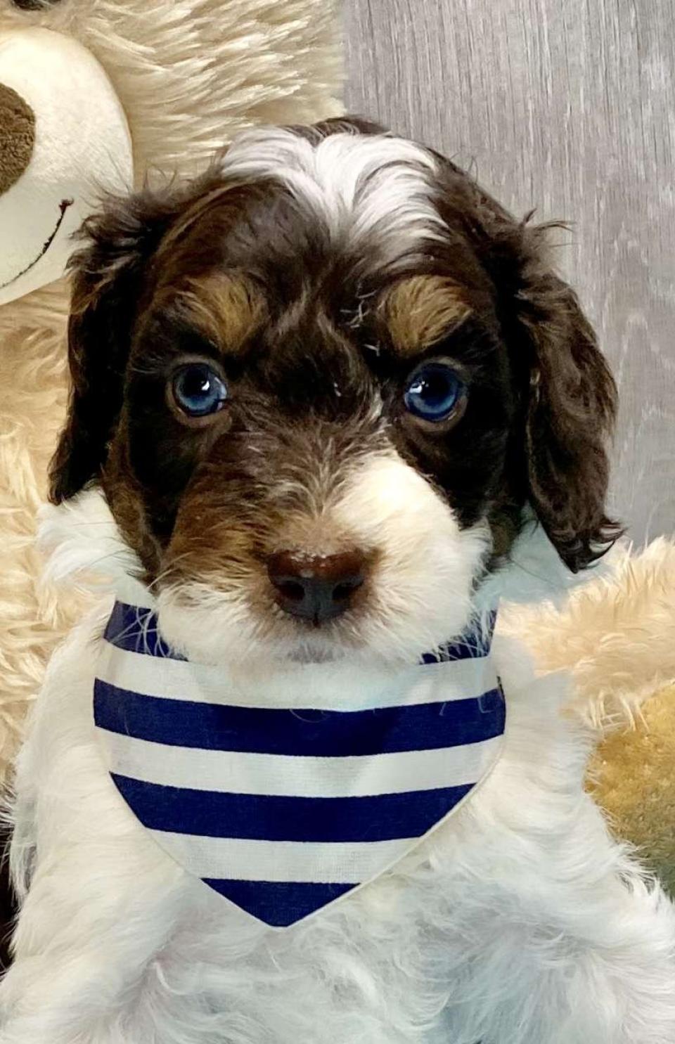 Best Miami Springerdoodles Available — Crockett Doodles