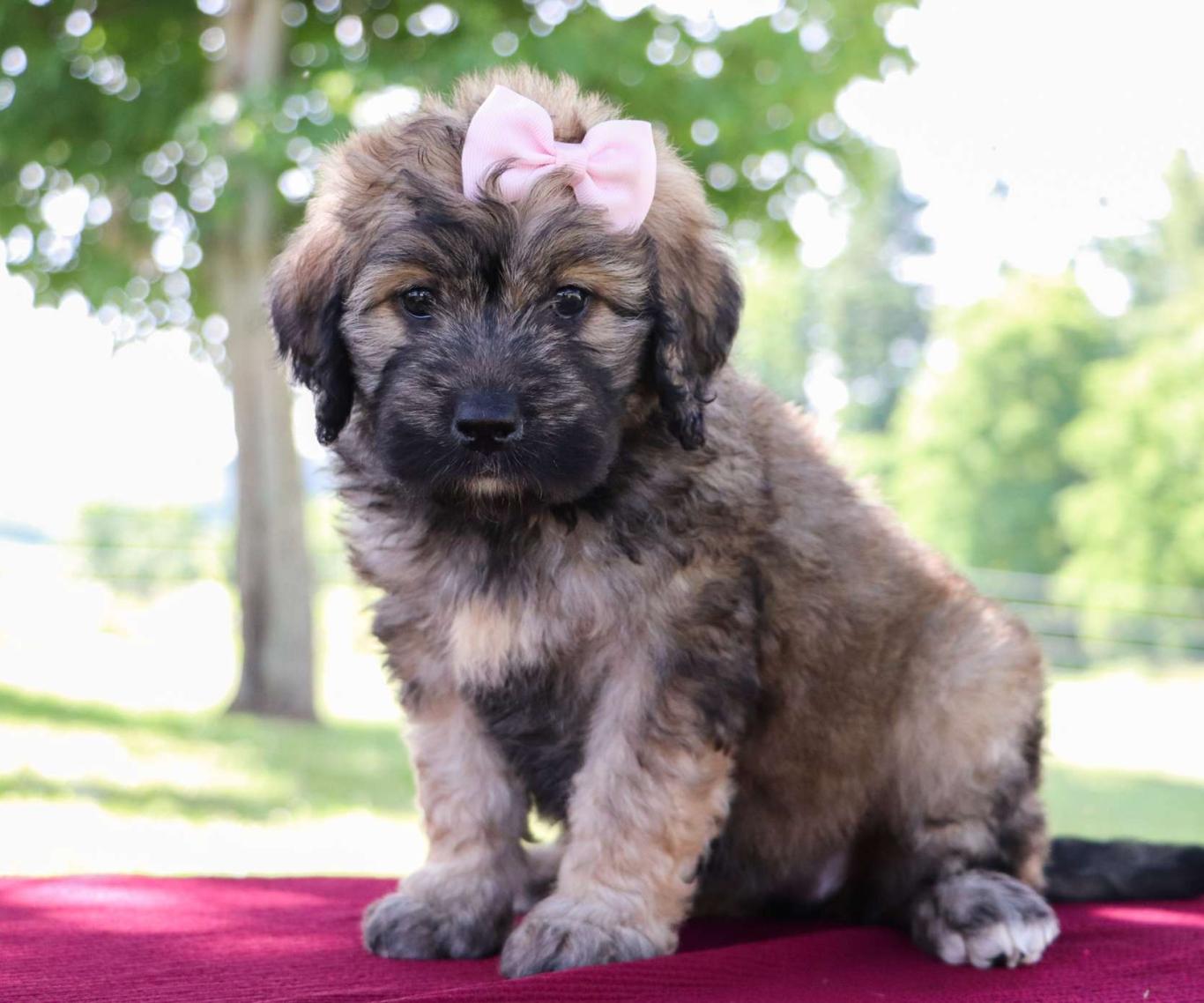 Best Chicago Doodles Available — Crockett Doodles