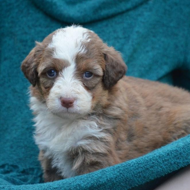 Available Bernedoodle Puppies | Family-Raised Bernedoodles