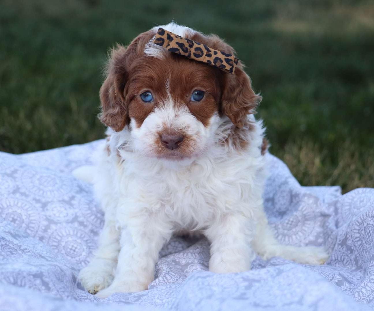 Best Mississippi Cockapoos Available — Crockett Doodles