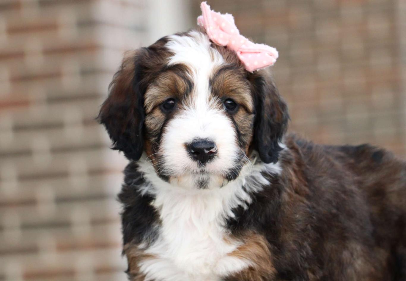 Best Indianapolis Bernedoodles Available — Crockett Doodles