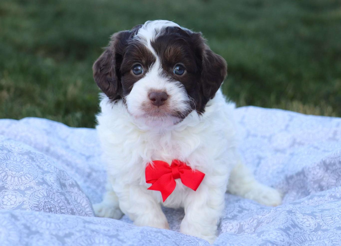 Best Tennessee Cockapoos Available — Crockett Doodles