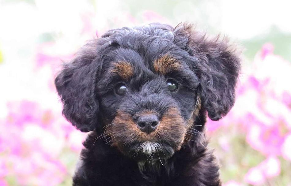 How to Choose the Best Doodle Breed For Your Family — Crockett Doodles