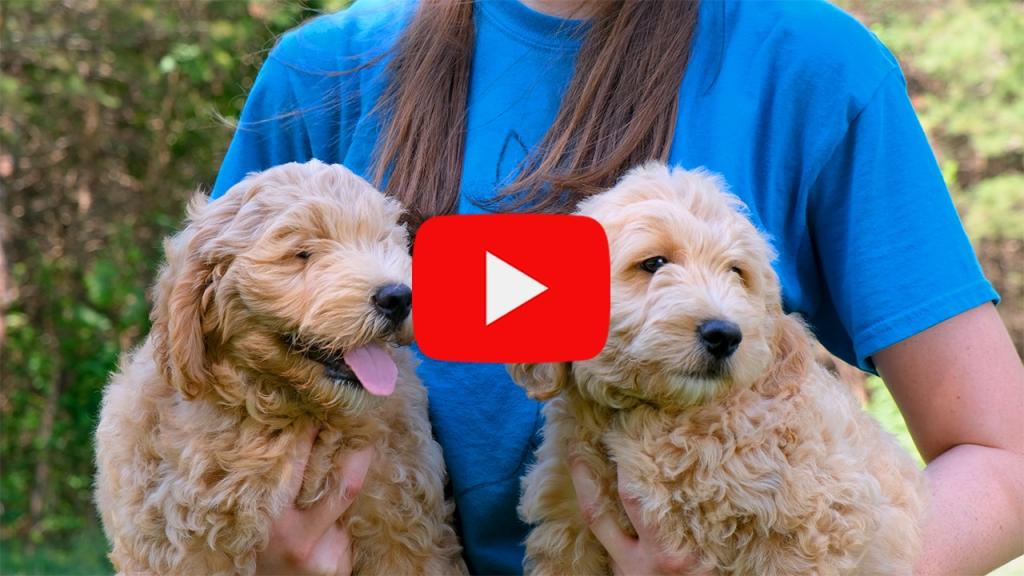 Gorgeous Labradoodle Puppies | Healthy & Happy Labradoodles