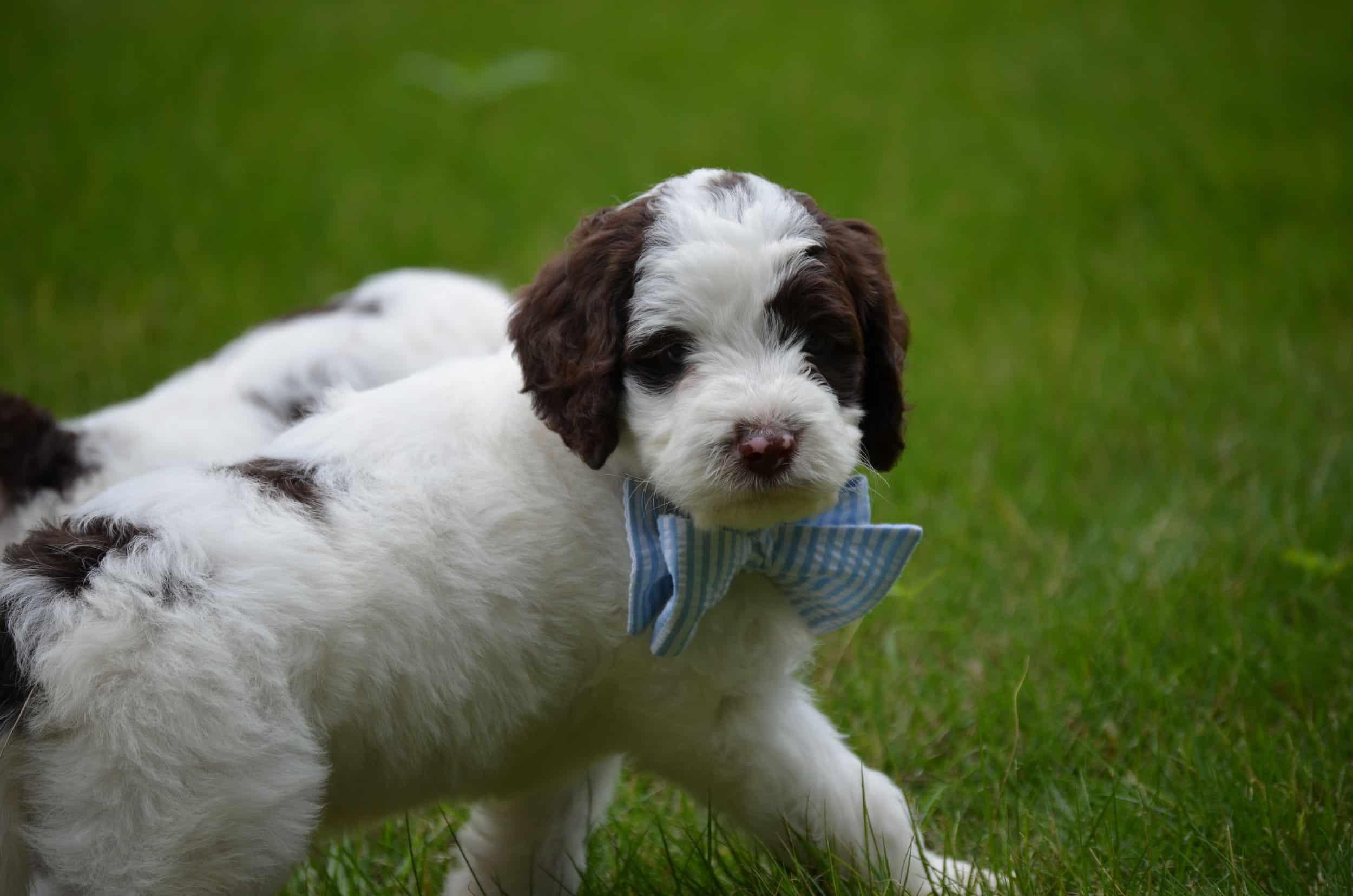 Springerdoodles — Crockett Doodles