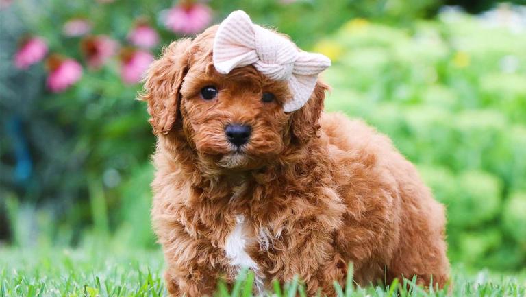 Adorable Cavapoo Puppies | Healthy & Happy Cavapoos