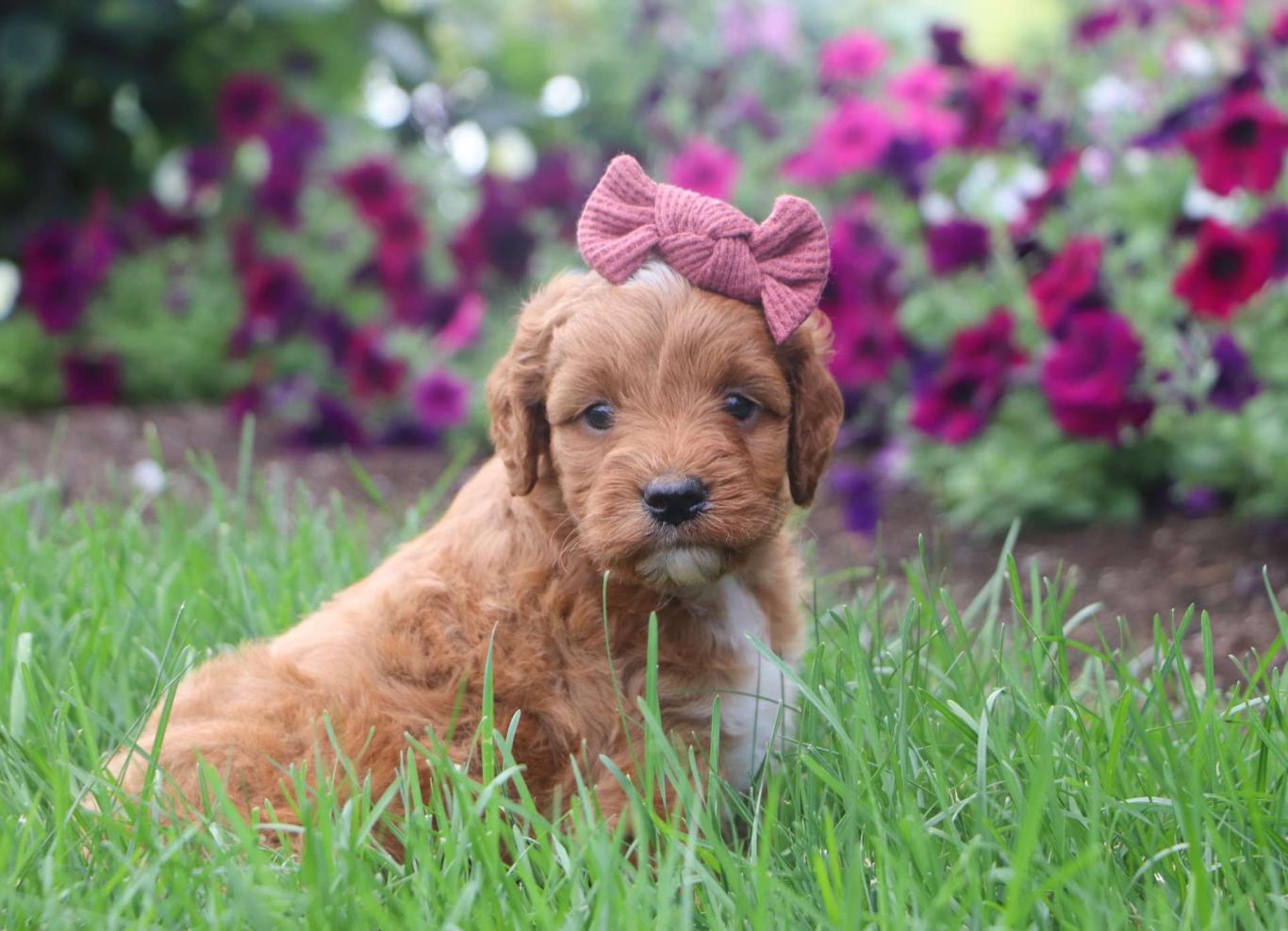 Best Chicago Doodles Available — Crockett Doodles