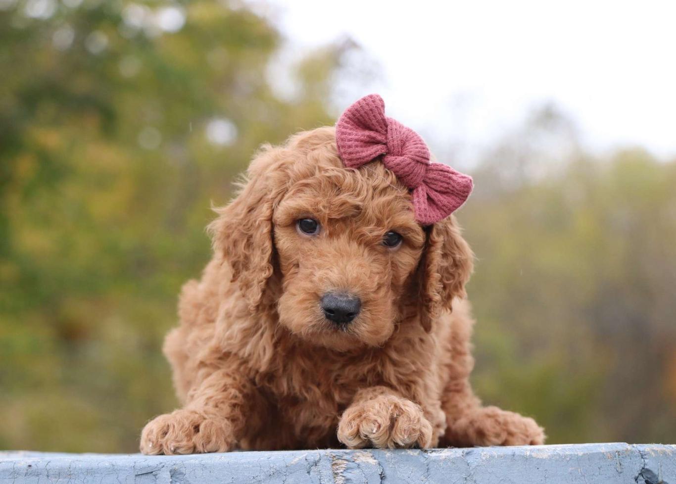 Best Boston Goldendoodles Available — Crockett Doodles