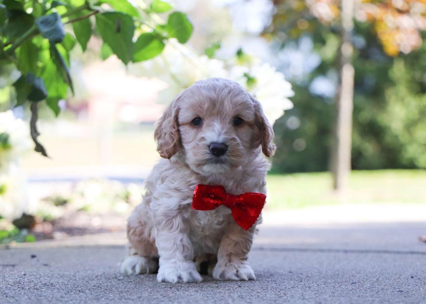 Best Atlanta Cockapoos Available — Crockett Doodles