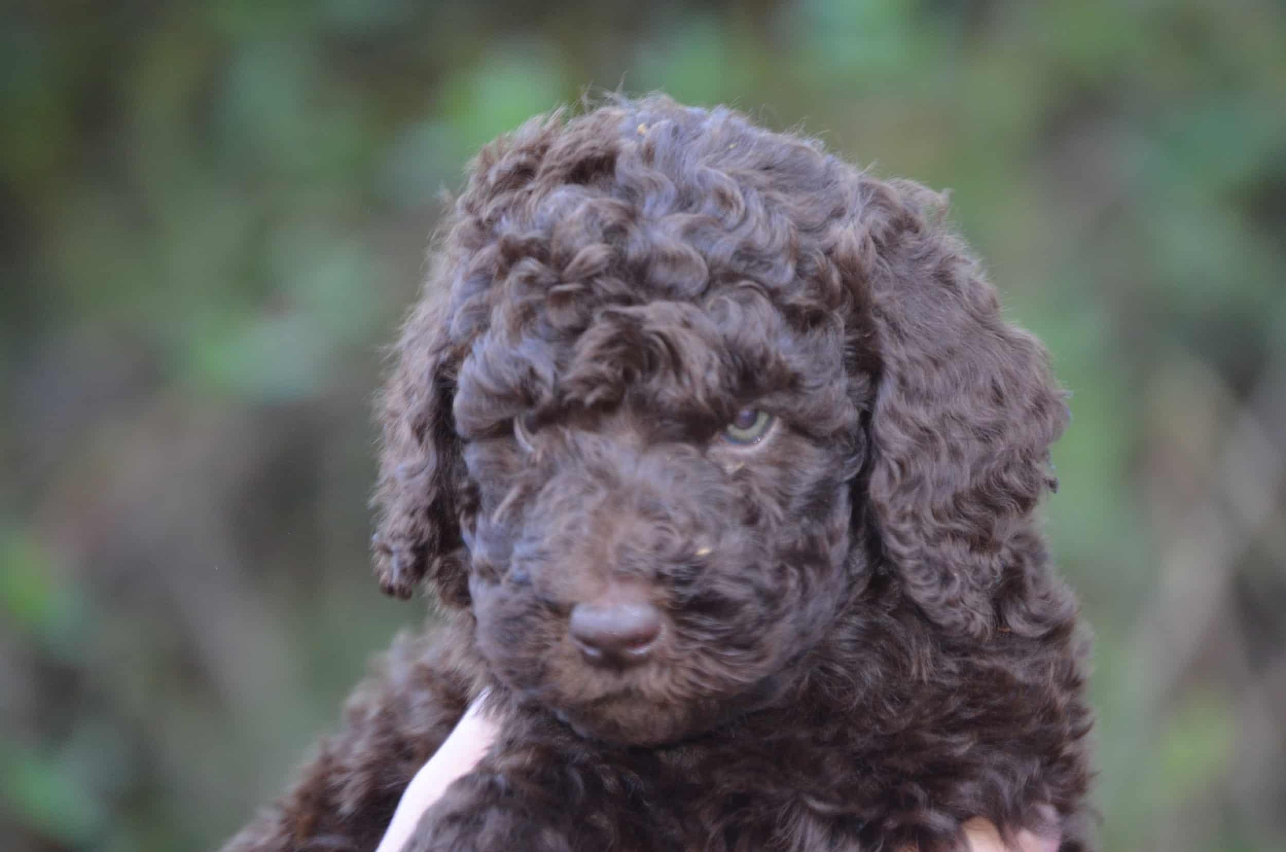 Medium Labradoodles — Crockett Doodles